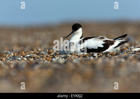 Avocet (Recurvirostra avosetta) protecting its chick on the beach Stock ...