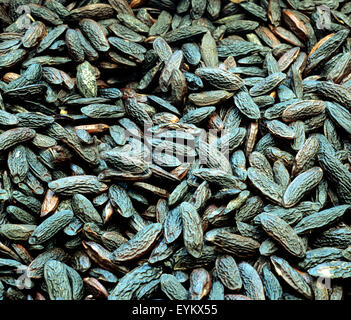 Tonkabohnen, Dipteryx odorata Stock Photo - Alamy