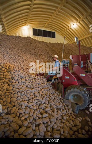 Shelley, Idaho - A worker loads potatoes from a farm's potato cellar ...