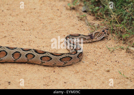 Tiger's python at Yala-national park, Sri Lanka Stock Photo - Alamy