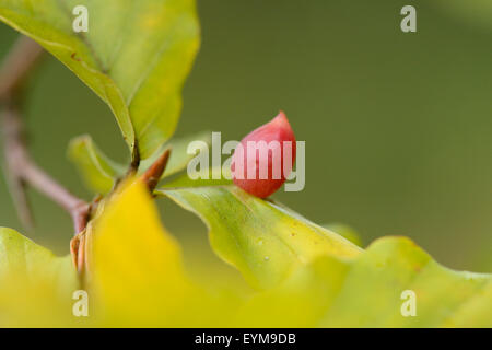 Galles of a beech gall midge, Mikiola fagi, beech leaf, European beech ...