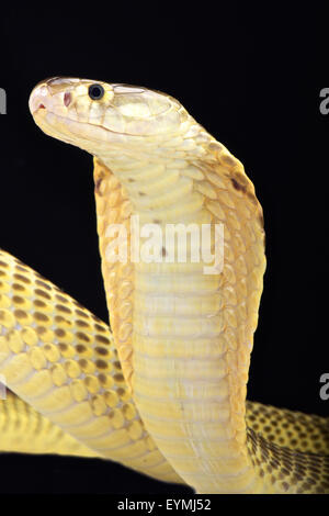 Golden Spitting Cobra, Naja sumatrana is one of the rarely seen ...