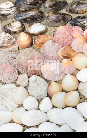 A collection of sea shells on a sandy surface Stock Photo - Alamy