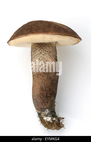Birkenrotkappe, Leccinum, essbar Stock Photo - Alamy