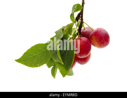 small round red wild plums isolated on white background Stock Photo - Alamy