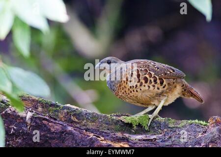 Chinese bamboo partridge (Bambusicola thoracicus thoracicus) male in ...
