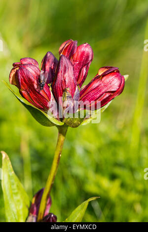 Gentiana purpurea L. (Genziana rossa). Red Gentian. Bernese meadow ...