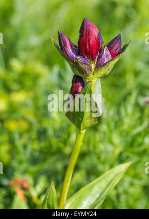 Gentiana purpurea L. (Genziana rossa). Red Gentian. Bernese meadow ...