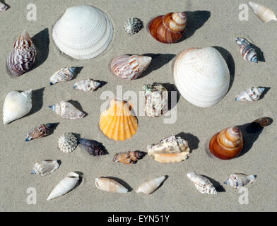 Conch-Muscheln Meeresschnecken, Muscheln, Schnecken, Gehäuse Stock ...