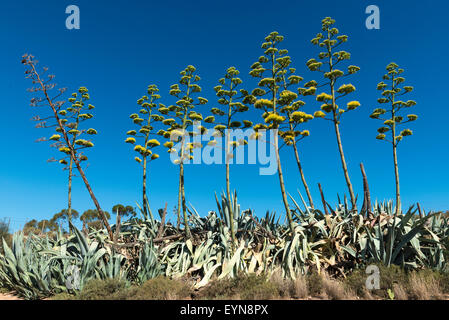 Sisal plants (Agave Sisalana) flowering besides the Cement Road in the ...