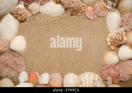 shells composition on sand background Stock Photo - Alamy