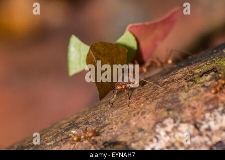 A Leaf-cutter ant returning to its nest after foraging Stock Photo - Alamy