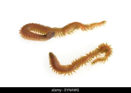 Wattwurm; Arenicola, marina Stock Photo - Alamy