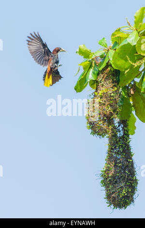 A Chestnut-headed Oropendolas building its nest Stock Photo - Alamy