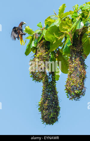 A Chestnut-headed Oropendolas building its nest Stock Photo - Alamy