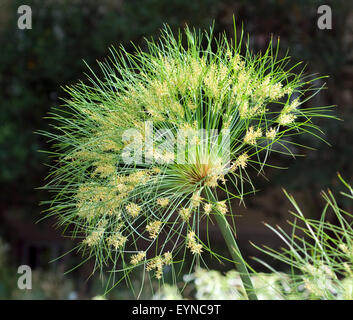 Papyrus, Cyperus papyrus, Wasserpflanzen Stock Photo - Alamy
