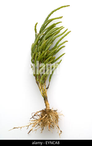 Queller, Europaeischer, Salicornia, europaea Stock Photo - Alamy