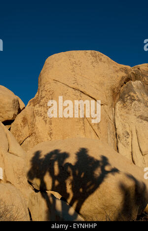 Joshua tree and inselbergs in Mojave Desert, Joshua Tree National Park ...