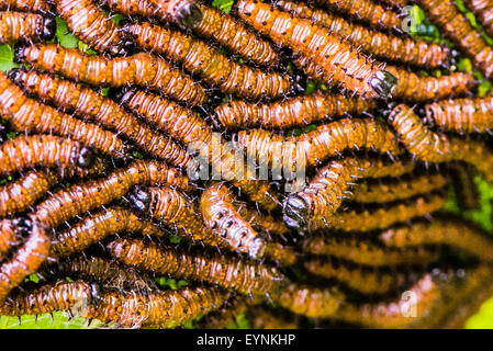 Young caterpillars of the Juno Longwing butterfly Stock Photo - Alamy