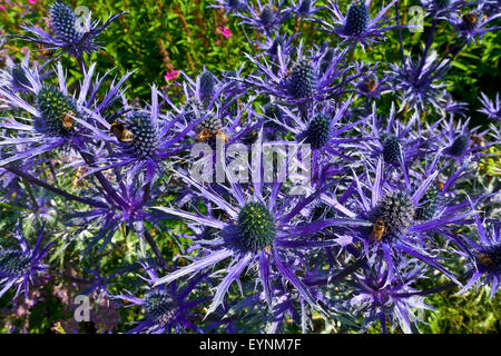 eryngium alpinum blue star sea holly thistle thistles white grey flower ...