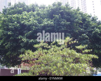 Trees under Scattered Sun Light Stock Photo - Alamy