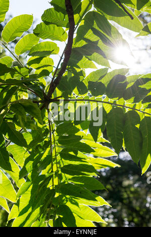 dappled sunlight through the foliage of a tree Stock Photo - Alamy