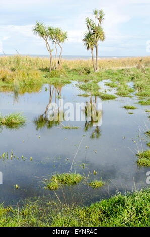 Cabbage-Field with flood Stock Photo - Alamy