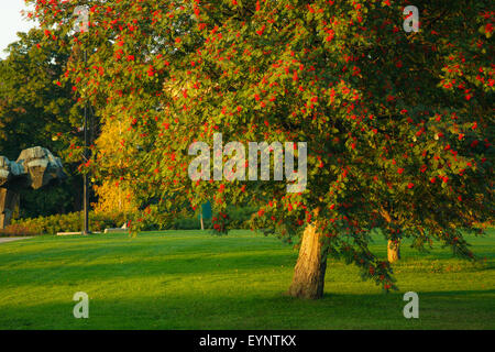 Red Rowan tree berries and golden leaves Stock Photo - Alamy