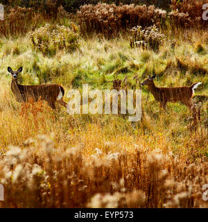 Two White-tailed deer in a field Stock Photo - Alamy