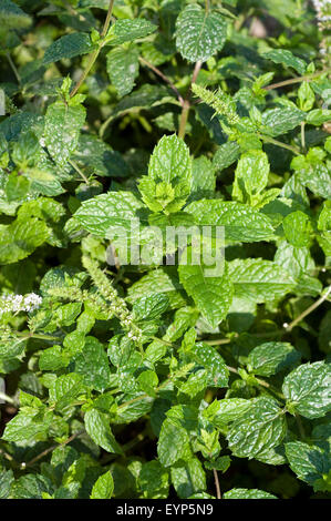 Hemingway peppermint (Mentha nemorosa Stock Photo - Alamy