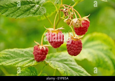 Four red raspberries growing on the branch Stock Photo - Alamy