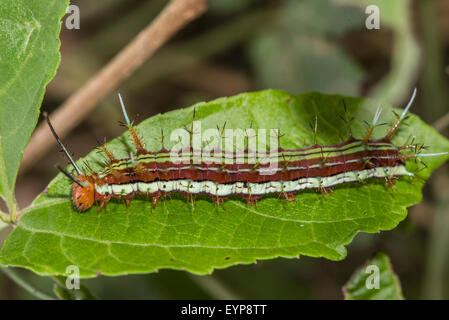 Starry Night Cracker caterpillar butterfly of the species Hamadryas ...