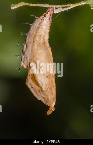 A pupa of the Dashwing butterfly Stock Photo - Alamy