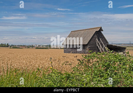 An old wooden shed in a wheat field Stock Photo - Alamy