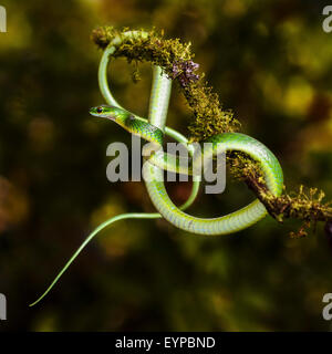 Mexican parrot snake (Leptophis mexicanus) with open-mouth threat ...
