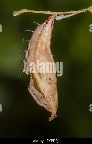 A pupa of the Dashwing butterfly Stock Photo - Alamy