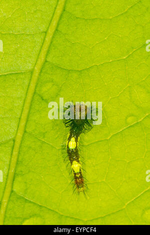A young larva of the Blue Morpho butterfly Stock Photo - Alamy