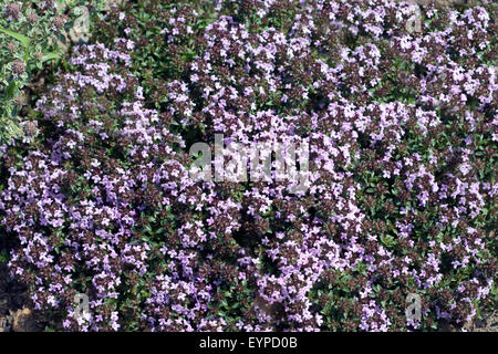 Quendel, Feldthymian, Thymus, serpyllum, Wildthymian Stock Photo - Alamy