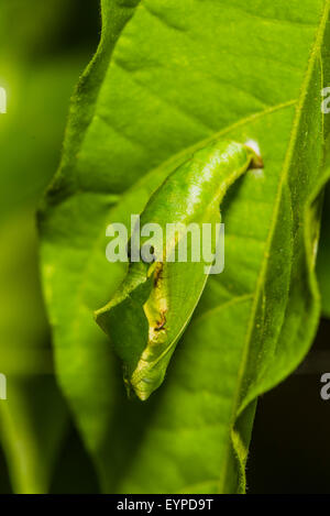Tropical Blue Wave Butterfly (Myscelia cyaniris) a.k.a. Cyan Bluewing ...