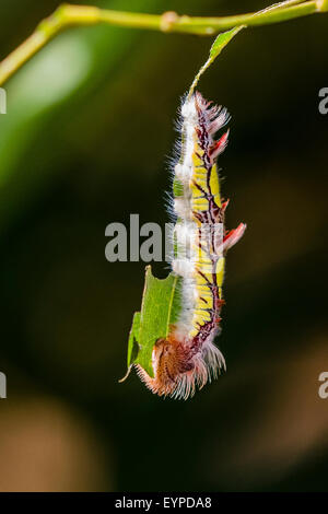 The caterpillar or larva of the Common Blue Morpho Butterfly, Morpho ...