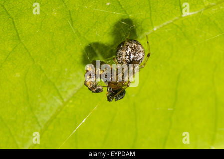 A juvenile Banded Blue butterfly larva Stock Photo - Alamy