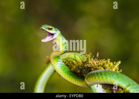 Mexican parrot snake (Leptophis mexicanus) with open-mouth threat ...