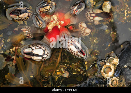 Gooseneck barnacles in a tidal pool at Tongue Point near Port Angeles ...
