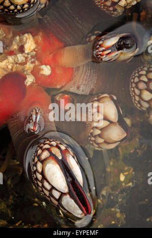 Gooseneck barnacles in a tidal pool at Tongue Point near Port Angeles ...
