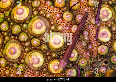 Dead sea urchin (Echinoidea Stock Photo - Alamy