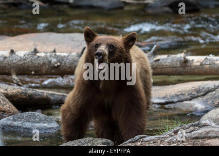 wild female California black bear . Although a black bear many are ...