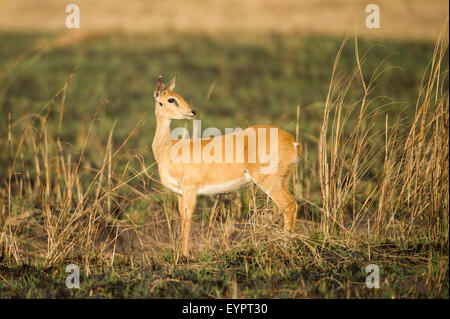 Oribi (Ourebia ourebi), Senkele Game Sanctuary, Ethiopia Stock Photo ...