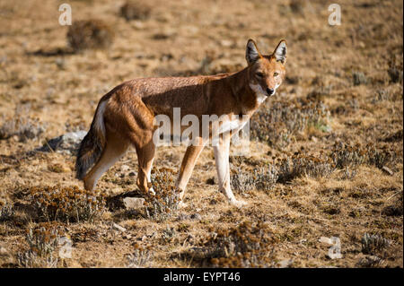 Simien Fox Bale Mountains National Park Ethiopia Africa Also known as ...