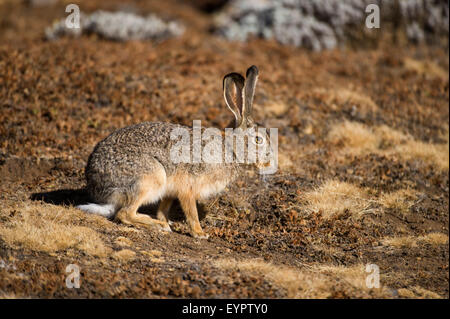 Starck's hare (Lepus starki), Sanetti plateau, Bale Mountains National ...
