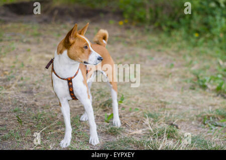 Full body portrait of elegant Basenji dog sitting on a stool against ...
